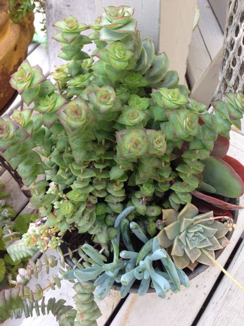 Stacked Crassulas! – Everything Succulent