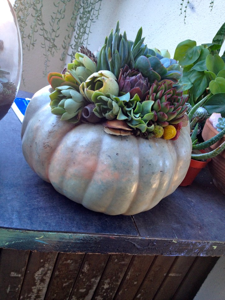Succulent Cafe – A Secret Garden – Everything Succulent
