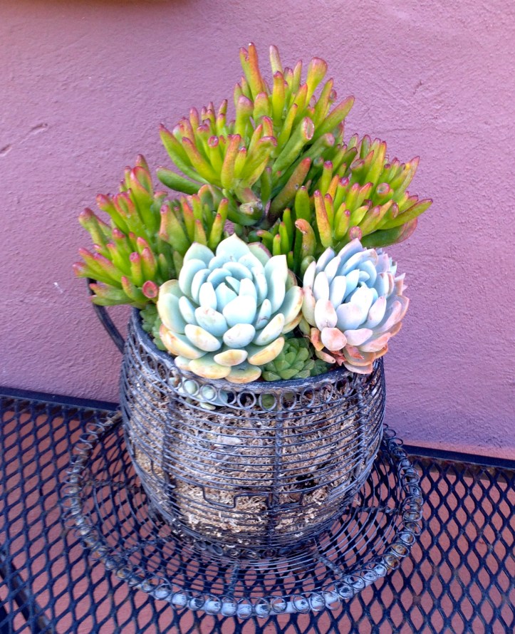 Succulent Cafe – A Secret Garden – Everything Succulent